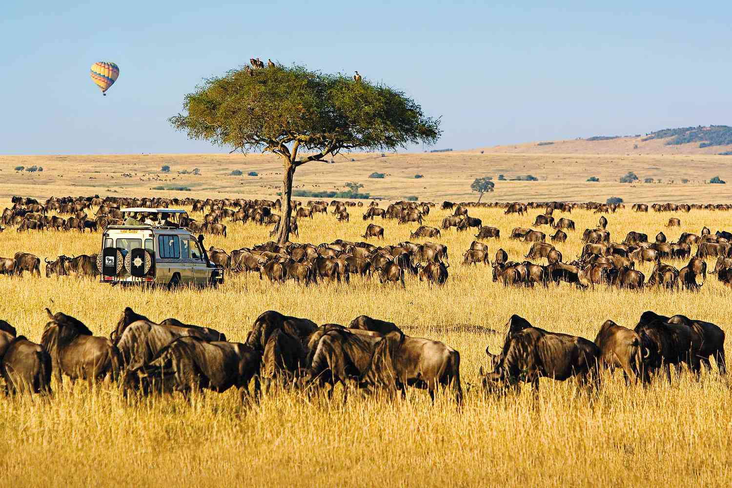 All You Need To Know About Your Tanzania Safari Kibo Mawenzi Safaris All You Need To Know About Your Tanzania Safari Kibo Mawenzi Safaris